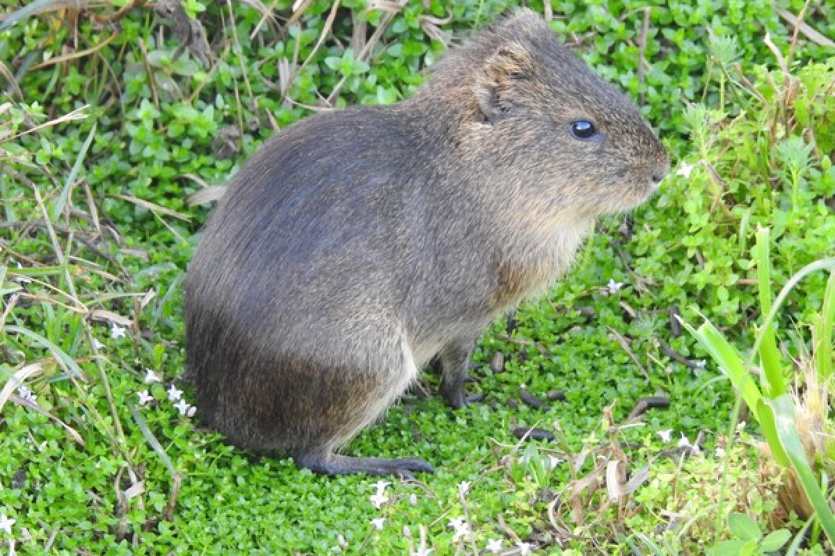 Câmeras serão instaladas em SC para preservar espécie roedor ameaçado ...
